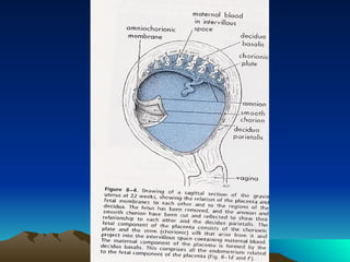 K31 Embriologi Umum manusia dan fetal.ppt