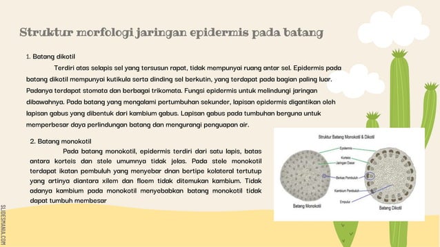 K4 EPIDERMIS DAN DERIVATNYA (VAVA)..pptx