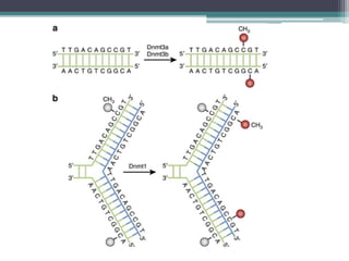 Epigenetik | PPTX