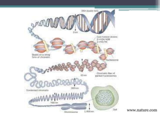 Epigenetik | PPTX