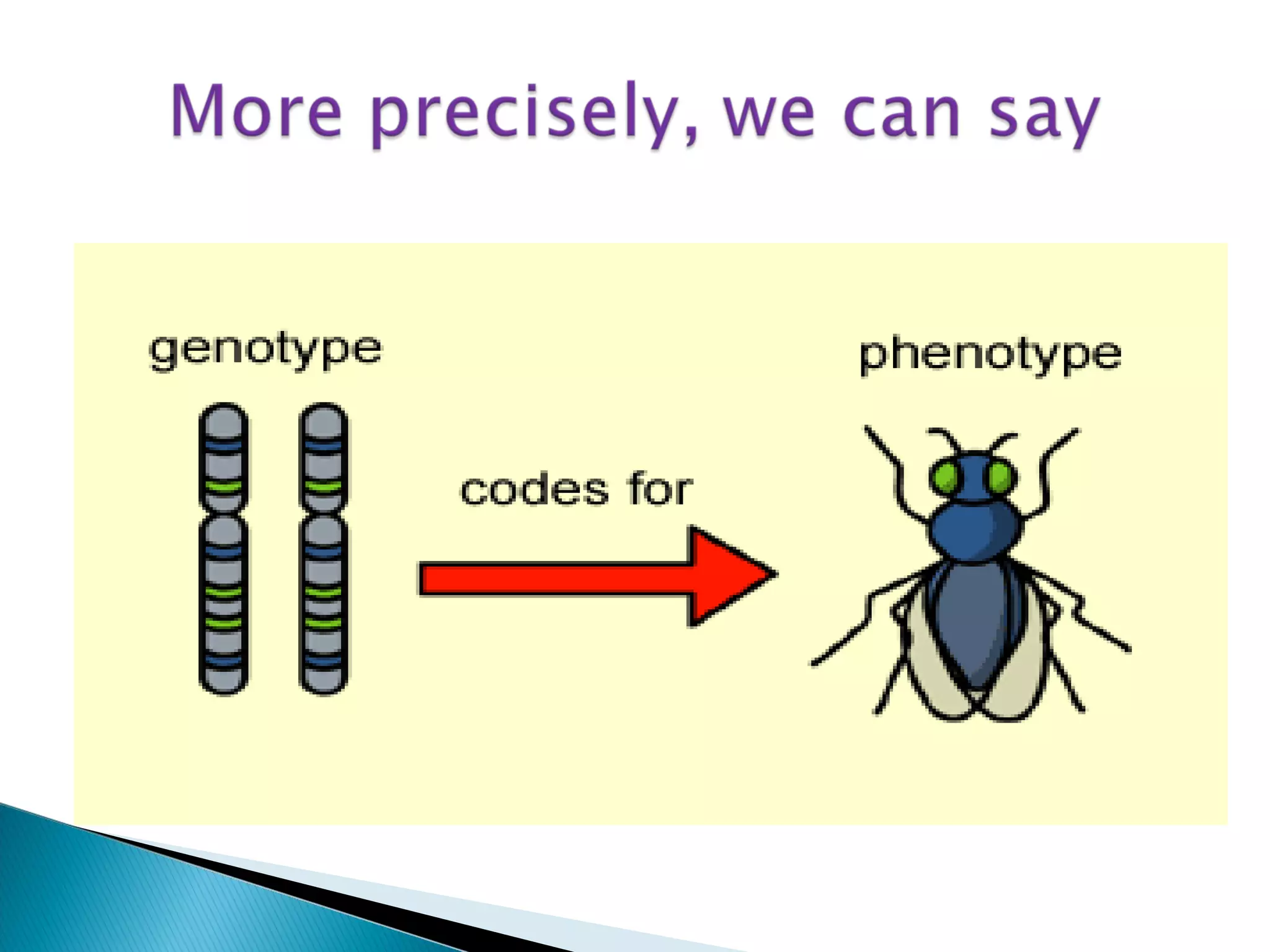 Terminology related to genetics | PPT