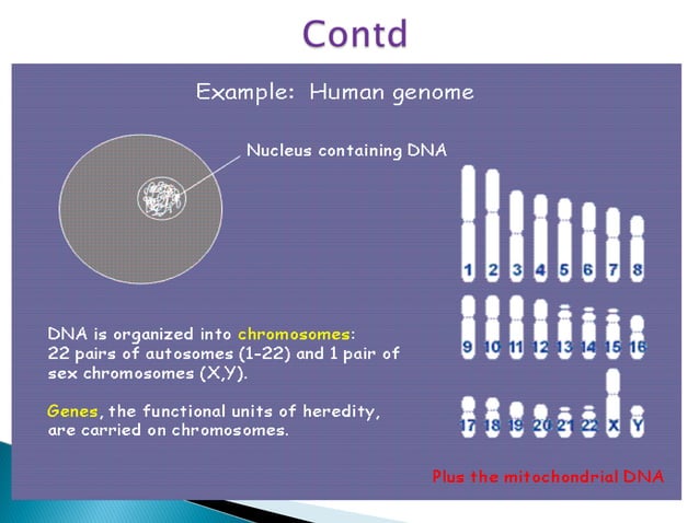 Terminology related to genetics | PPT