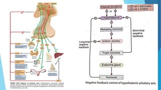 HYPOTHALAMIC_HORMONES_IN_HEALTH_AND_DISEASE.pptx