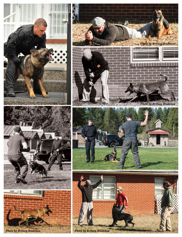 Tactical Obedience Training for Police K9: Introduction