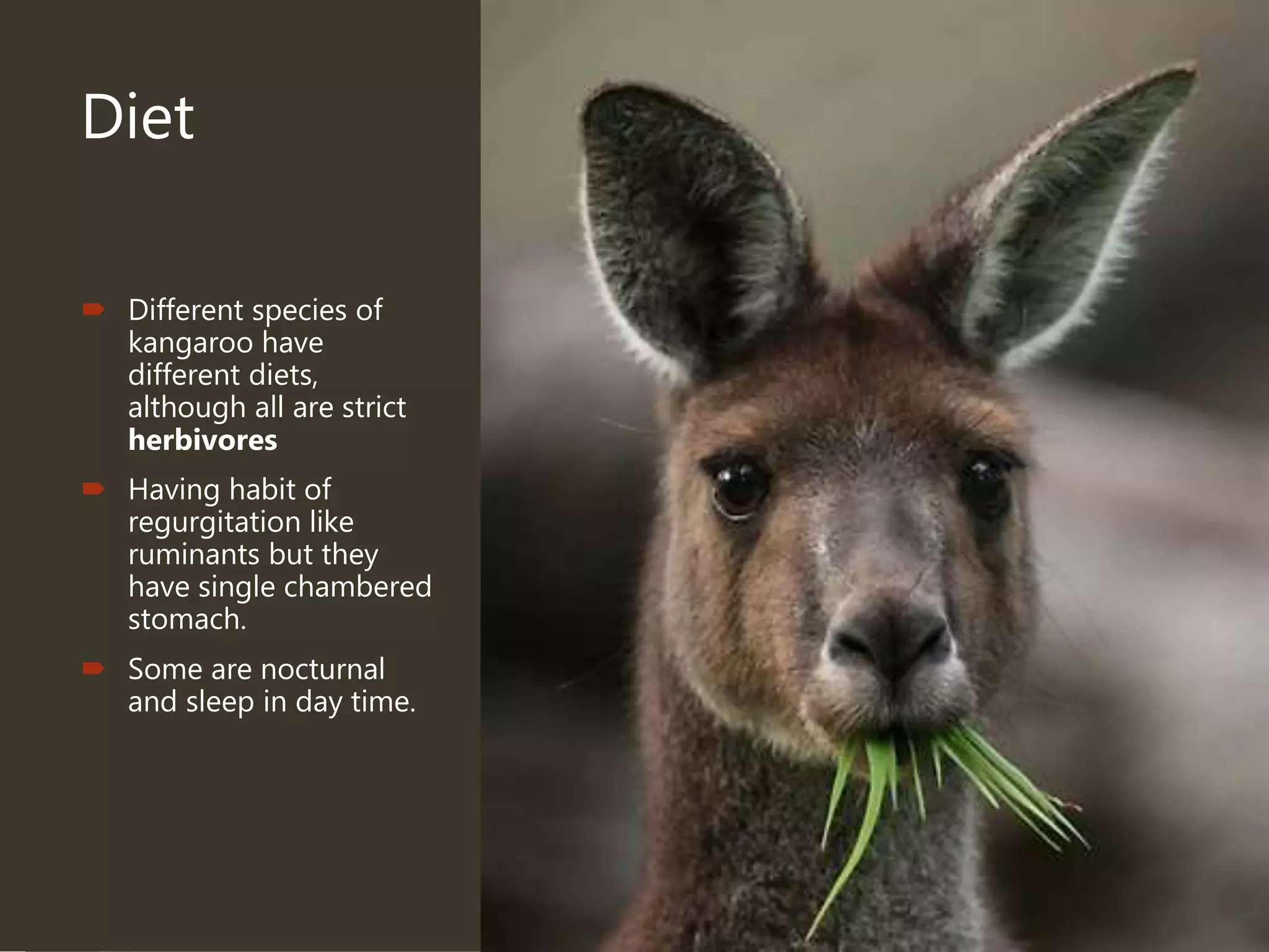 Kangaroo | PPTX