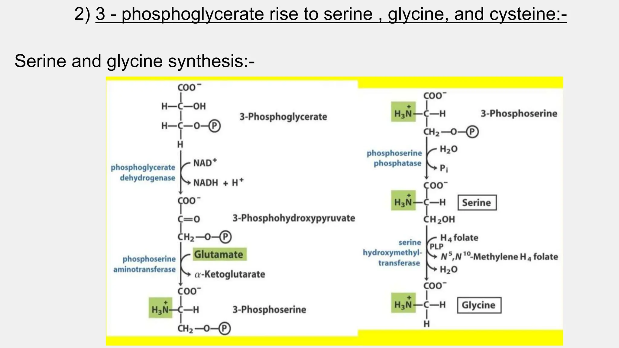 Non essential Amino acid biosynthesis:- glutamate, glutamine , proline ...