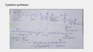 Non essential Amino acid biosynthesis:- glutamate, glutamine , proline ...