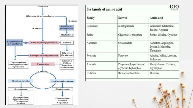 Non essential Amino acid biosynthesis:- glutamate, glutamine , proline ...