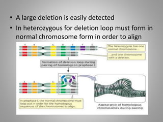 Kaaryotype and abberation | PPT