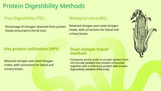 Protein Quality of Foods: An Overview of In Vivo Techniques | PPTX