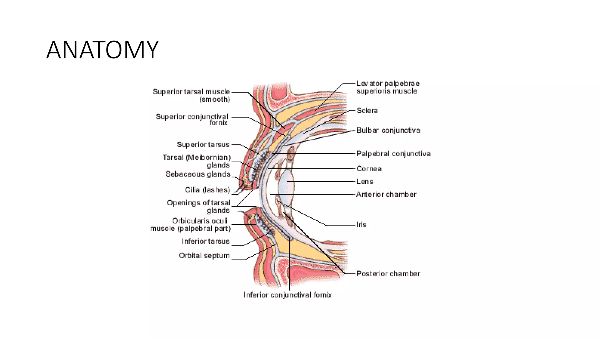 Ectropion and Entropion (Ophthalmology) - Etiology, Management | PPTX