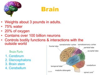 Nervous System PPT 6 pages | PPTX
