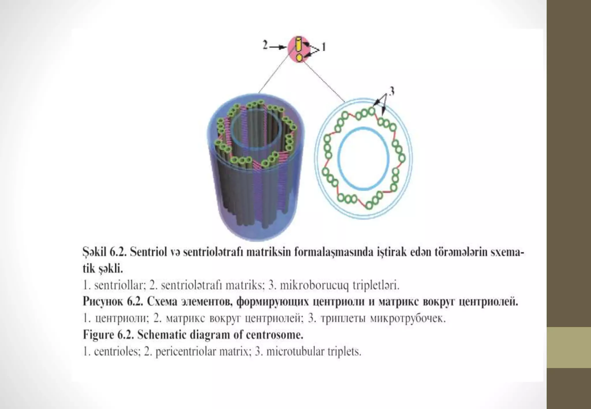 kabuye marvin ppt.pptx