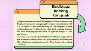 KACANG TUNGGAK KEL 4.pptx
