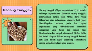 KACANG TUNGGAK KEL 4.pptx