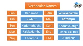 Kadamba | PPT