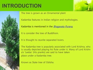 Kadamba (Cadamba) | PPTX
