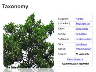 Kadamba (Cadamba) | PPTX