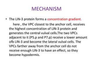 ORGANOGENESIS | PPTX