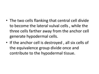 ORGANOGENESIS | PPTX