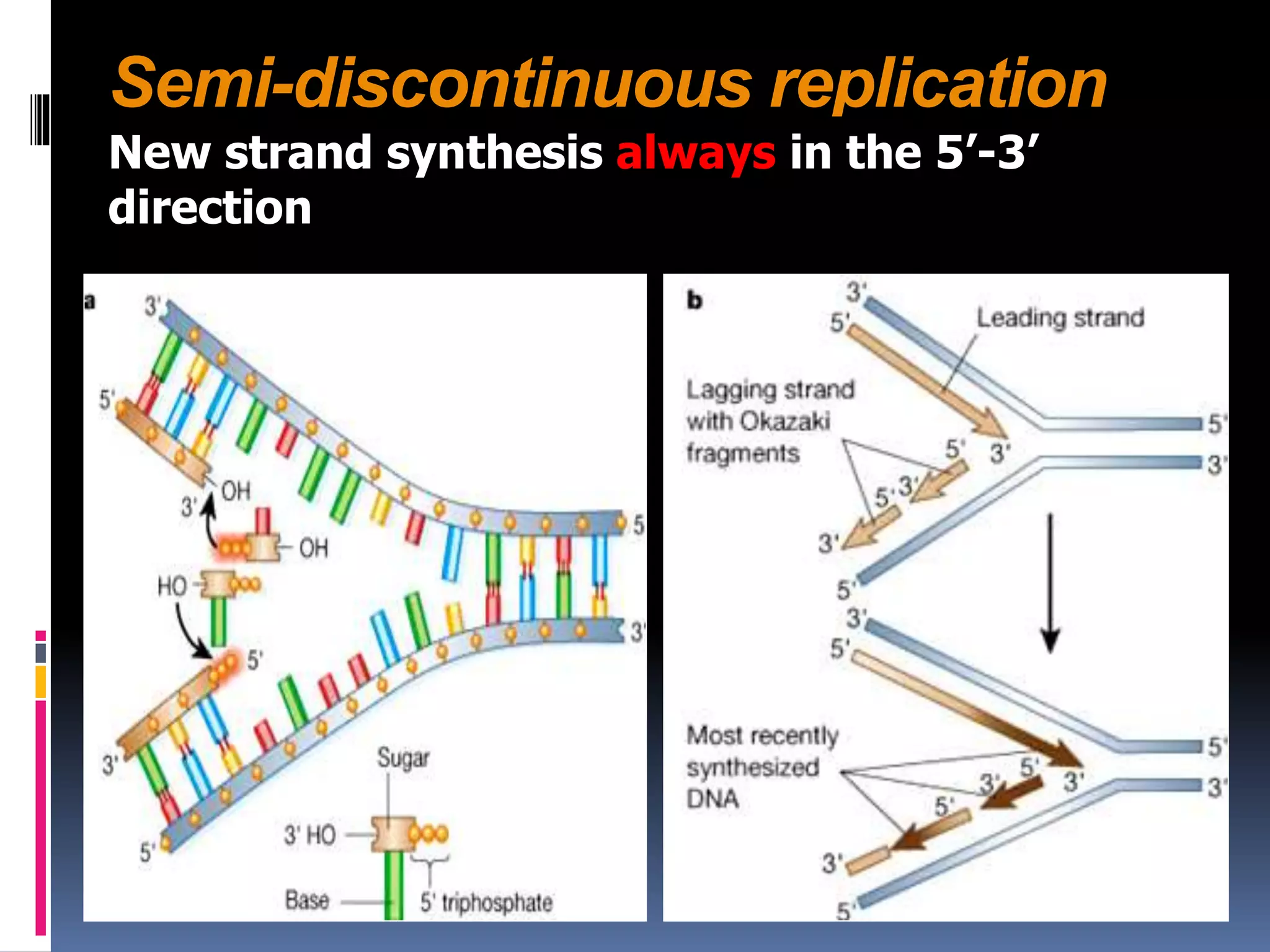 DNA REPLICATION AND REPAIR | PPTX