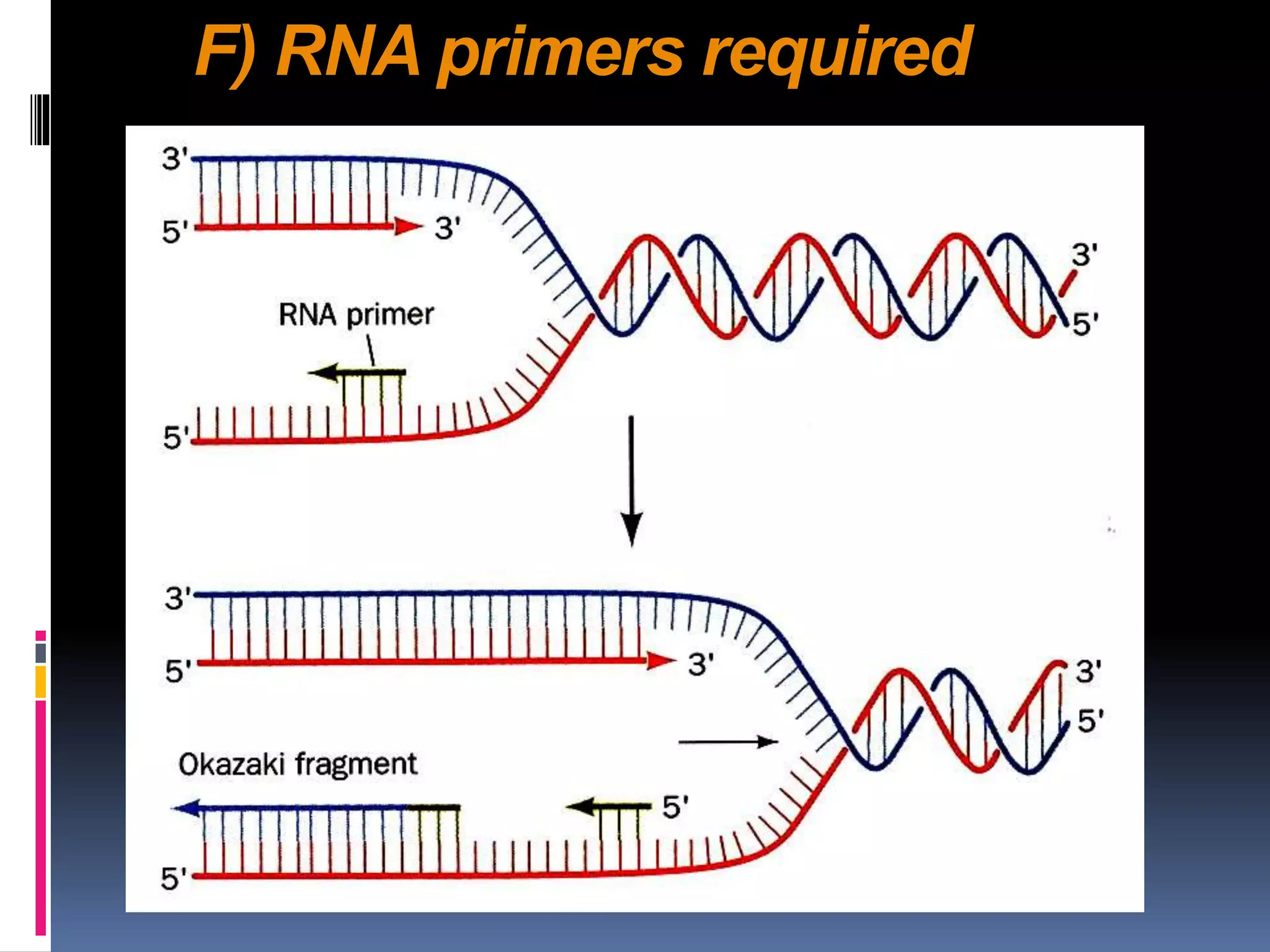 DNA REPLICATION AND REPAIR | PPTX