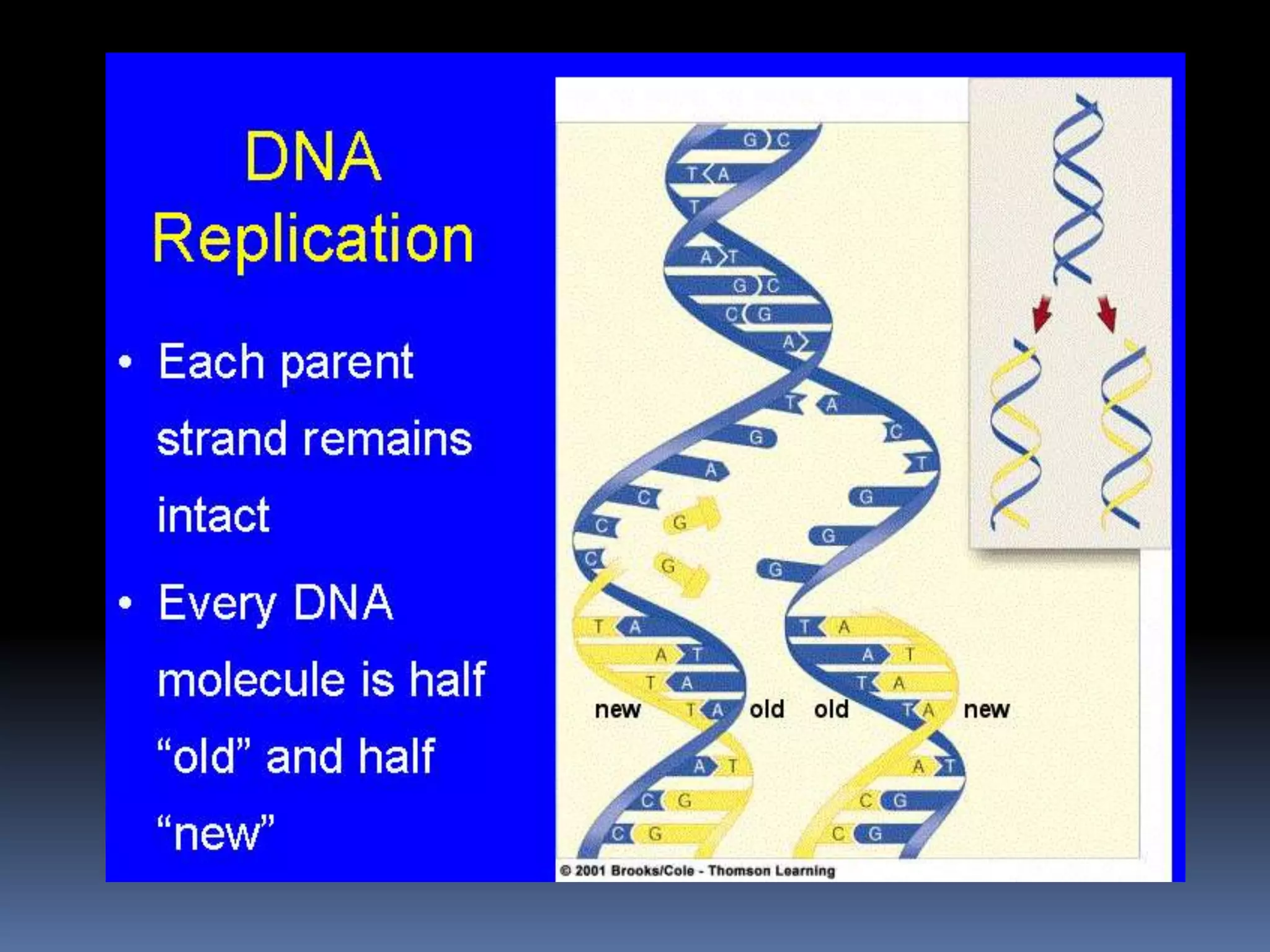 DNA REPLICATION AND REPAIR | PPTX