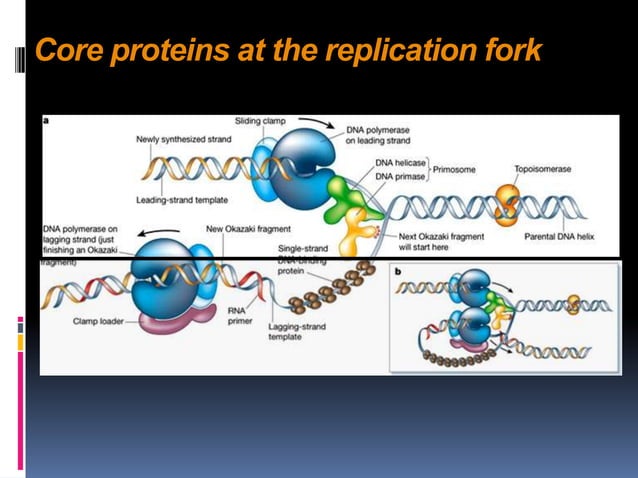 DNA REPLICATION AND REPAIR | PPTX | Biological Sciences | Science