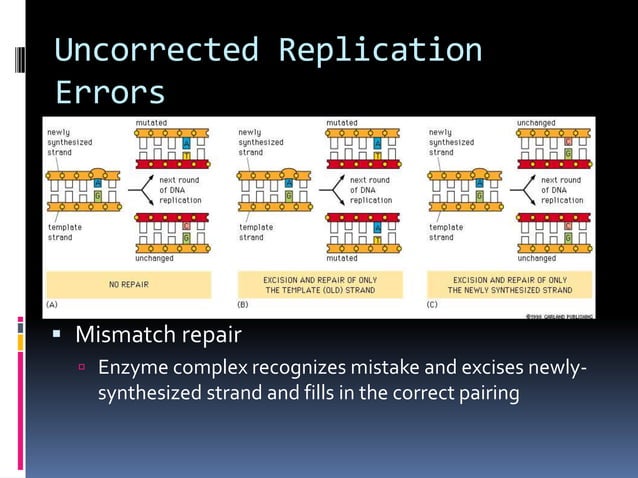 DNA REPLICATION AND REPAIR | PPTX | Biological Sciences | Science