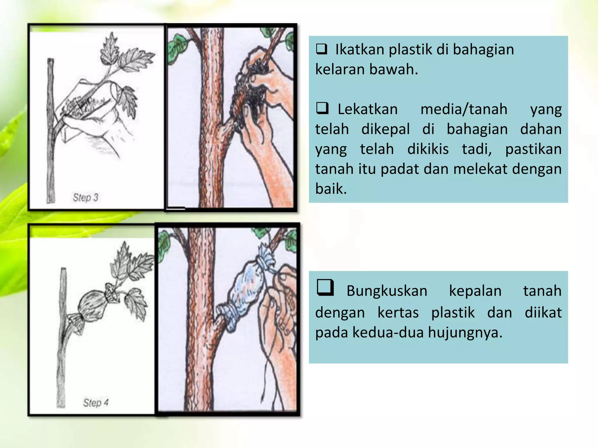 Kaedah pembiakan tut | PPTX
