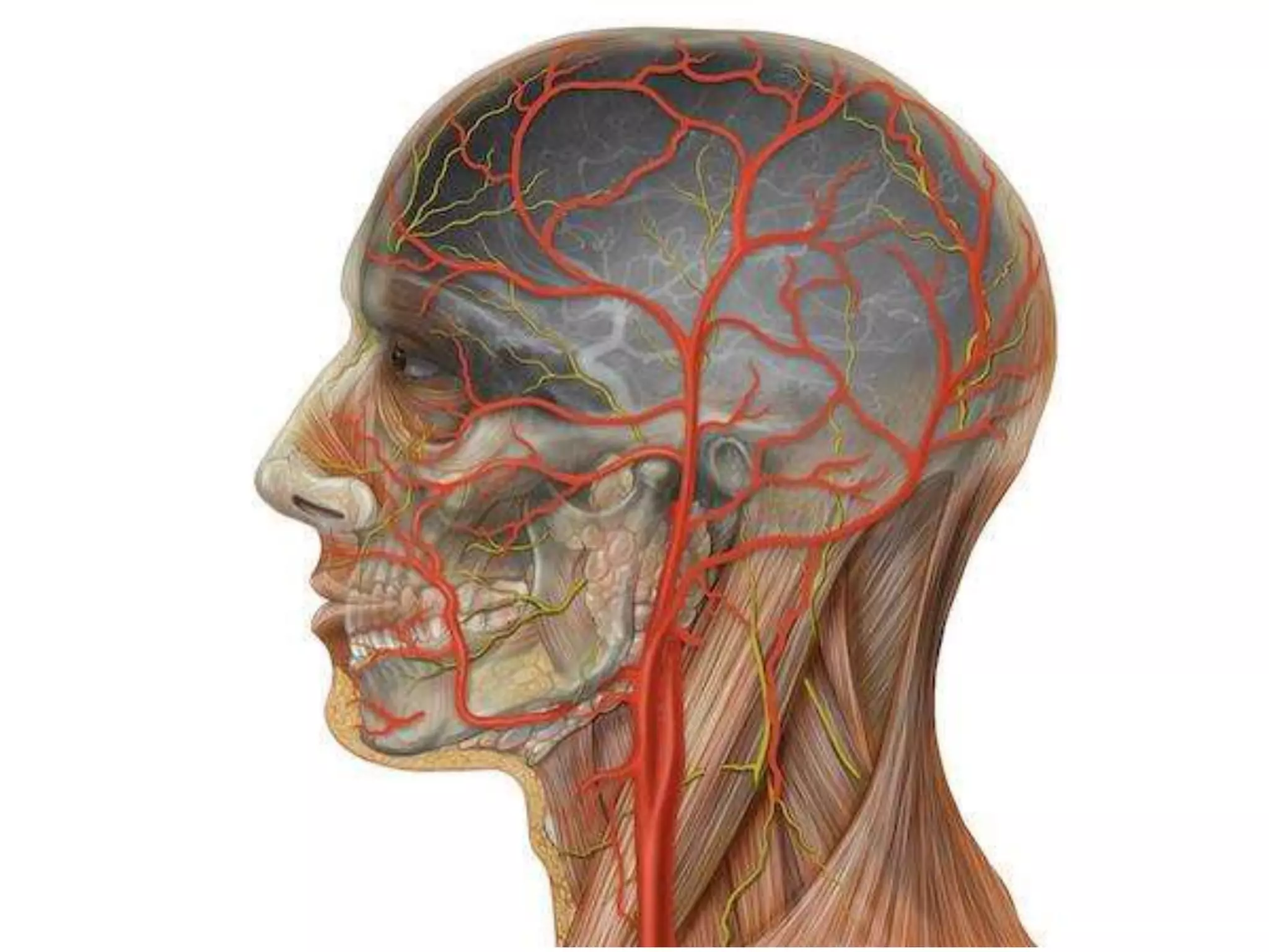 Kafa deri̇si̇ ve yüz mi̇mi̇k kaslari | PPTX
