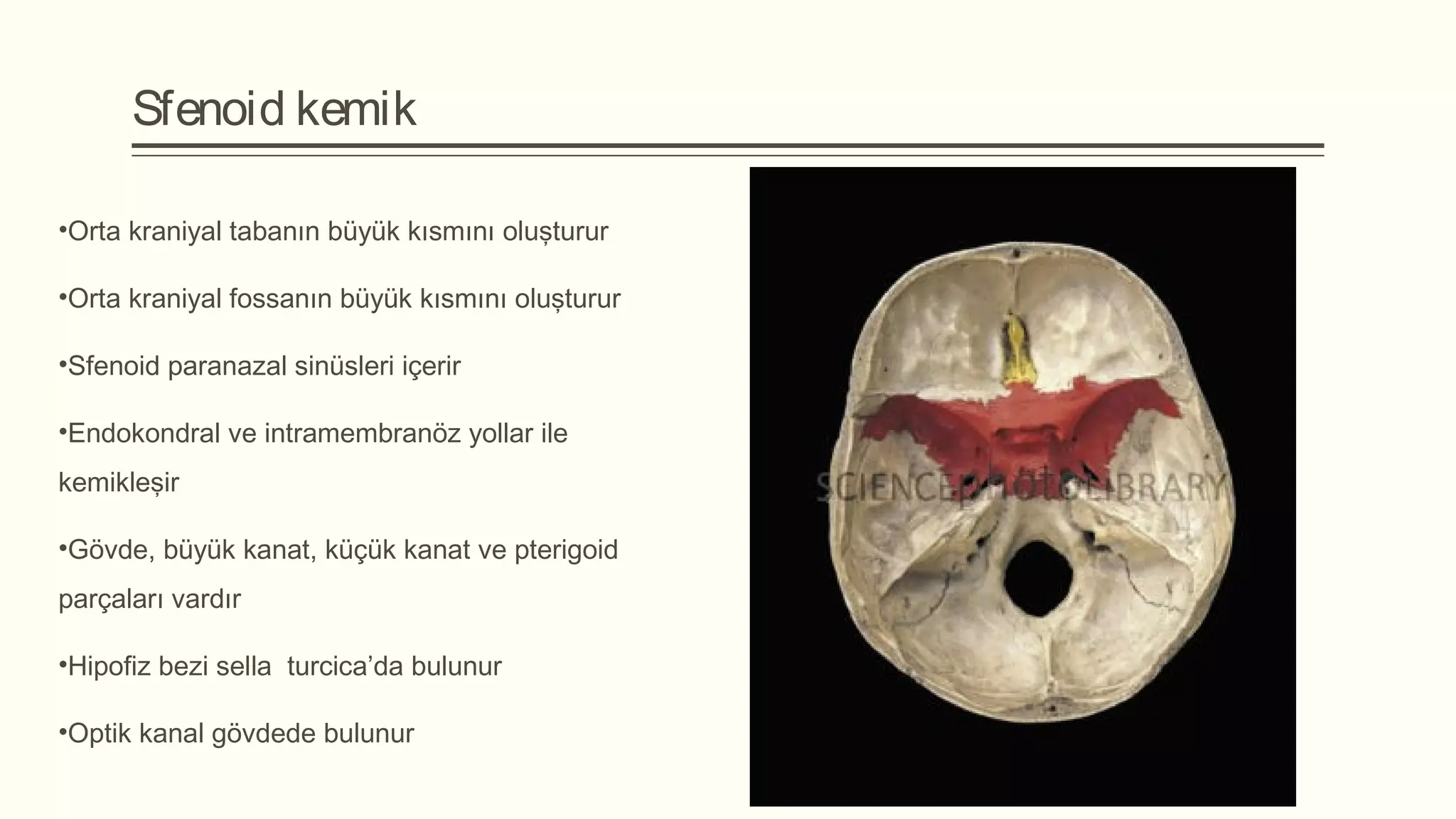 Kafatasi kemi̇kleri̇ | PPT