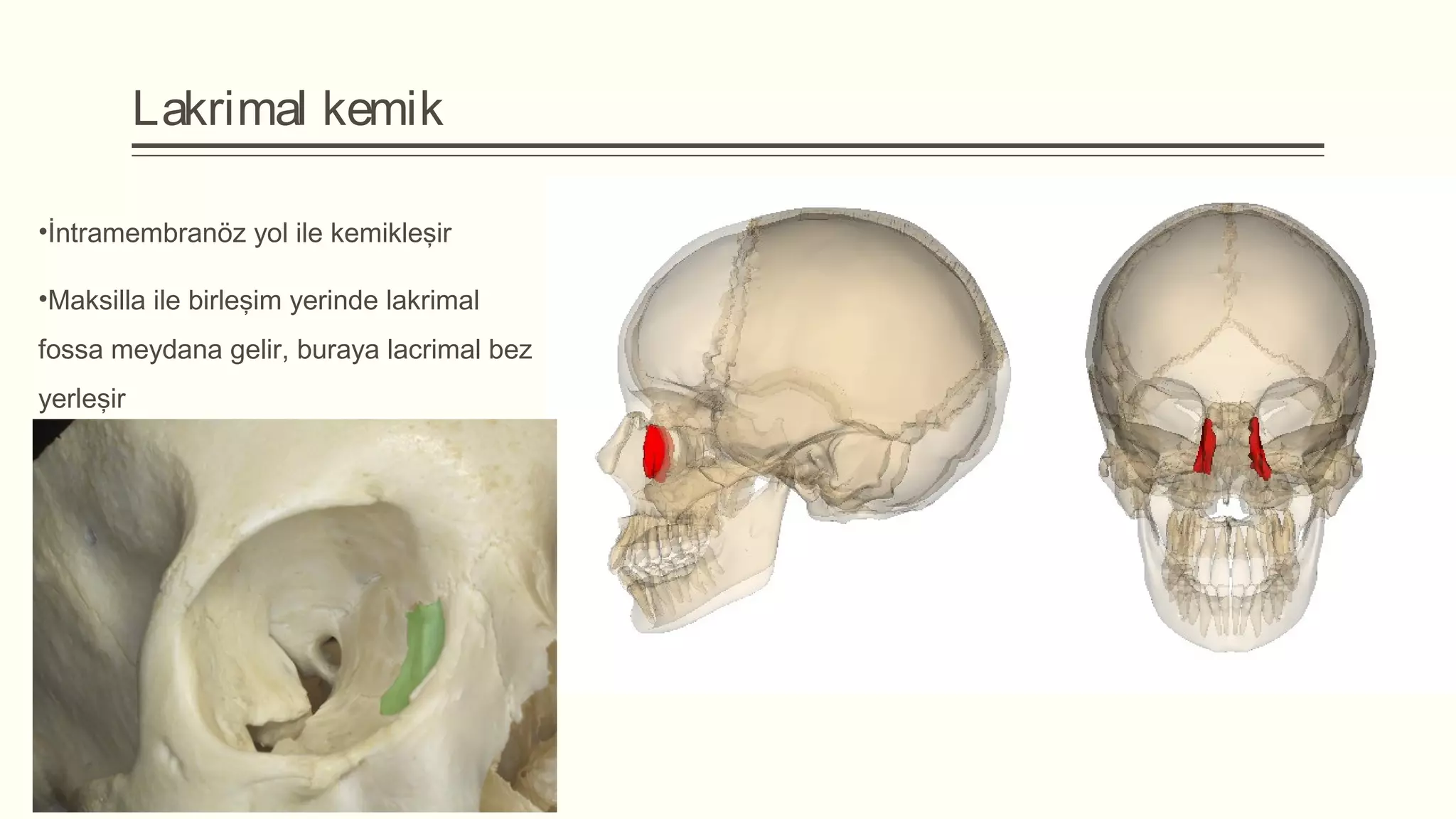 Kafatasi kemi̇kleri̇ | PPT