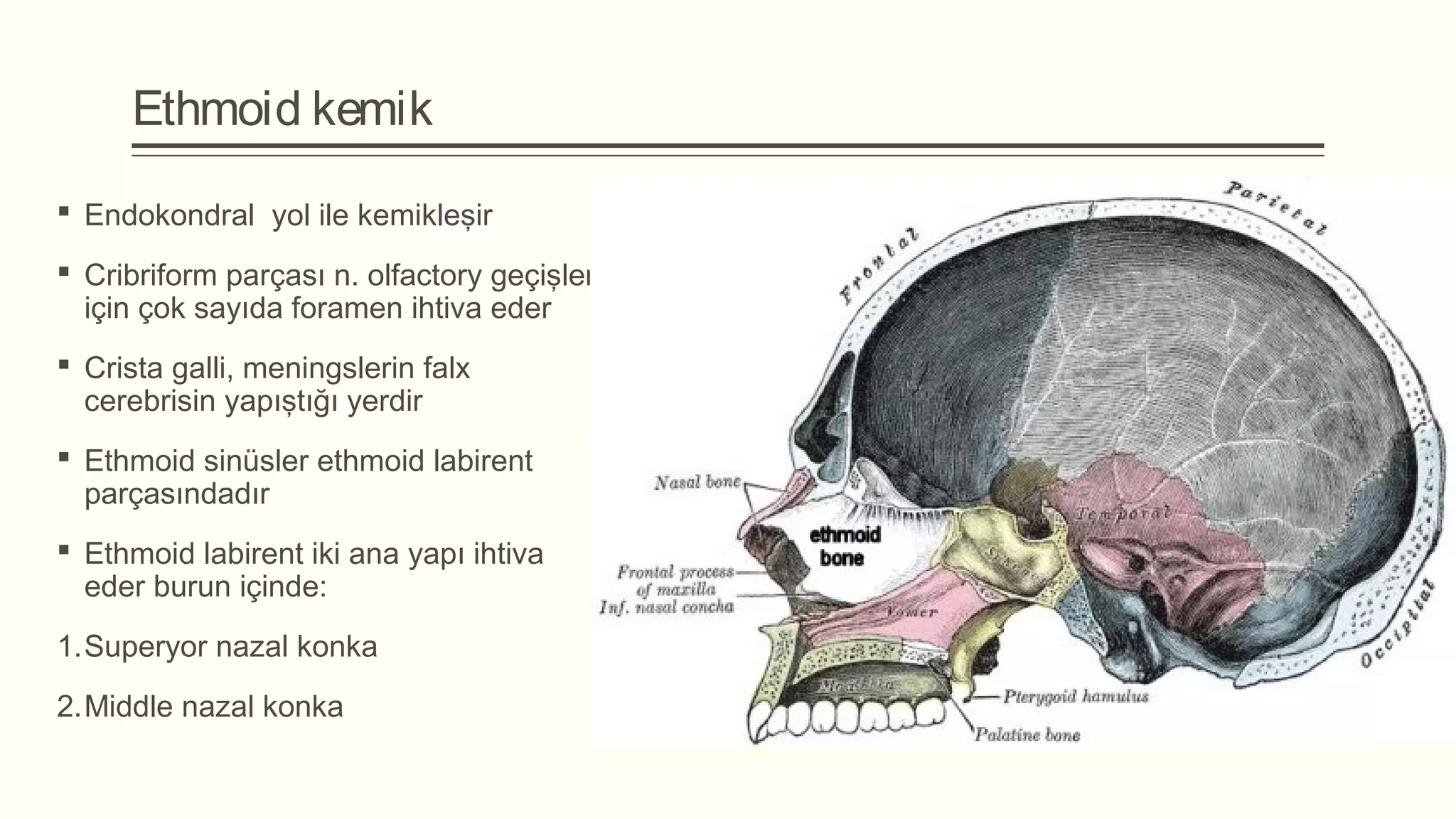 Kafatasi kemi̇kleri̇ | PPT
