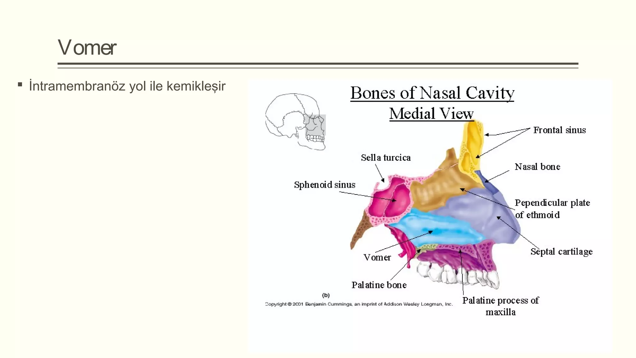 Kafatasi kemi̇kleri̇ | PPT