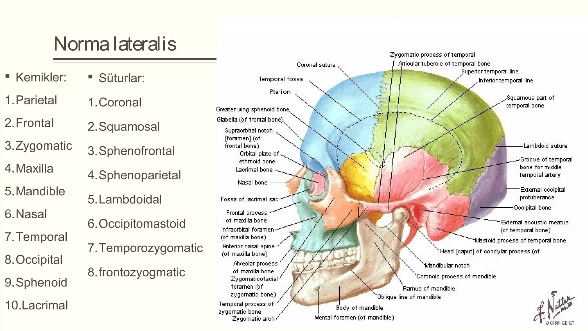 Kafatasi kemi̇kleri̇ | PPT