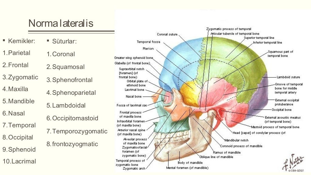 Kafatasi kemi̇kleri̇