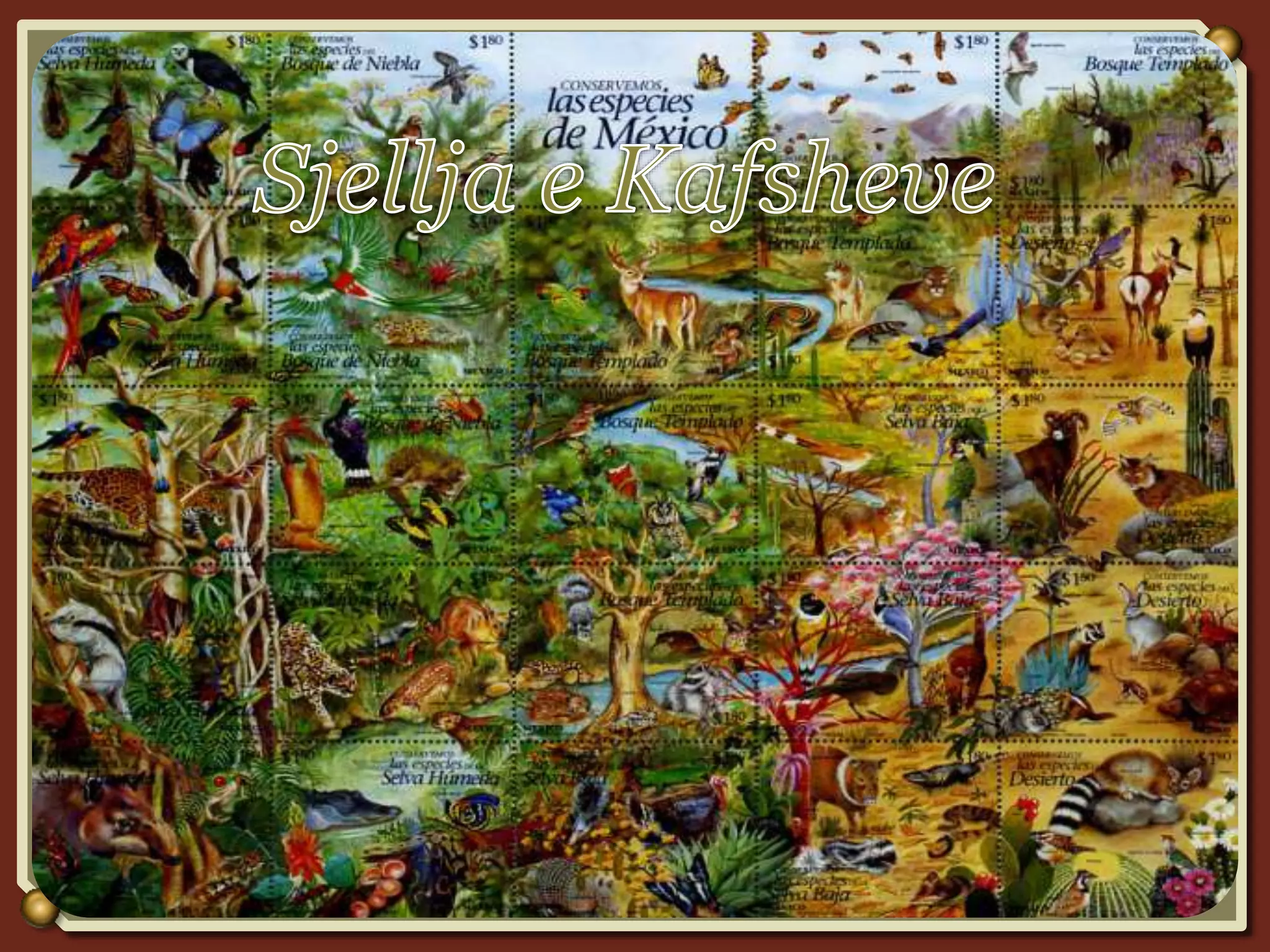 Sjellja e kafsheve | PPTX