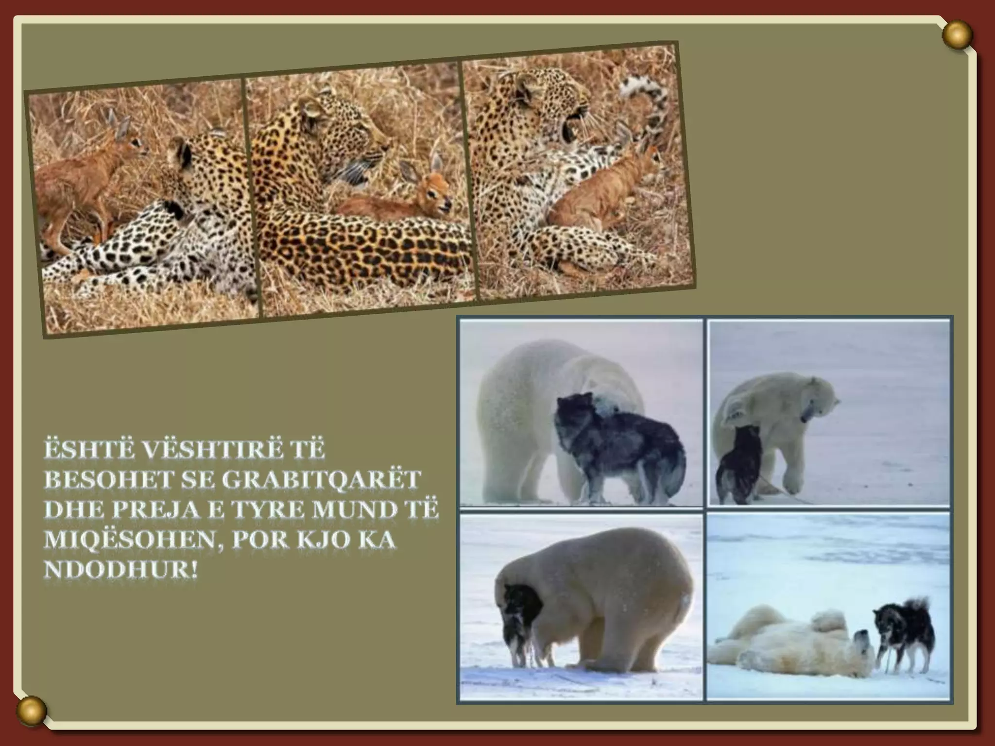 Sjellja e kafsheve | PPTX