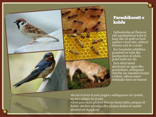 Sjellja e kafsheve | PPTX