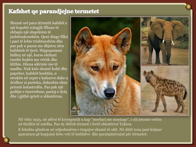 Sjellja e kafsheve | PPTX