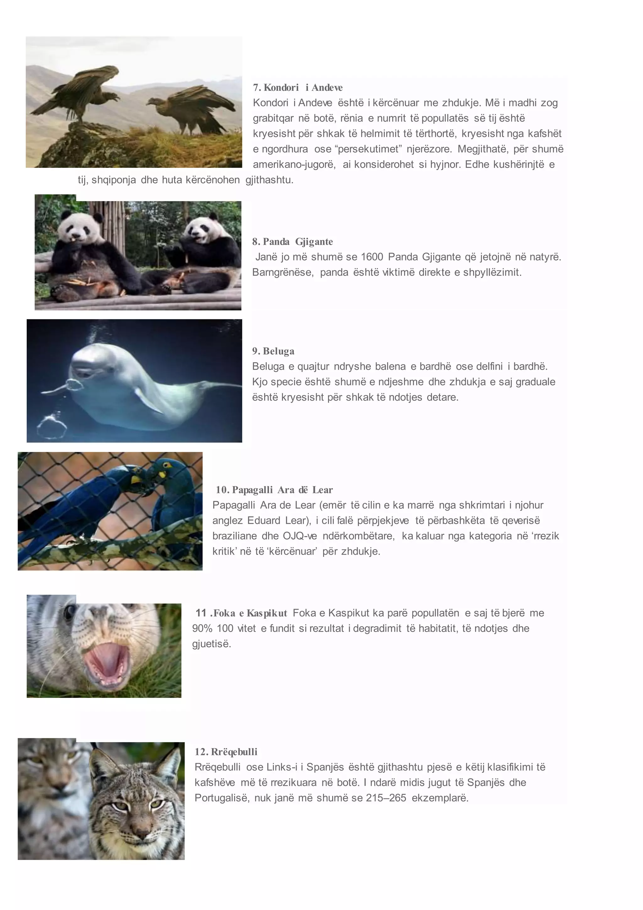 Kafshet ne rrezik zhdukje | DOCX