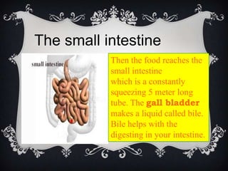 Kailan and the Digestive System | PPTX