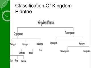 Kingdom Plantae Classification