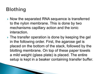 Nothern blotting | PPT