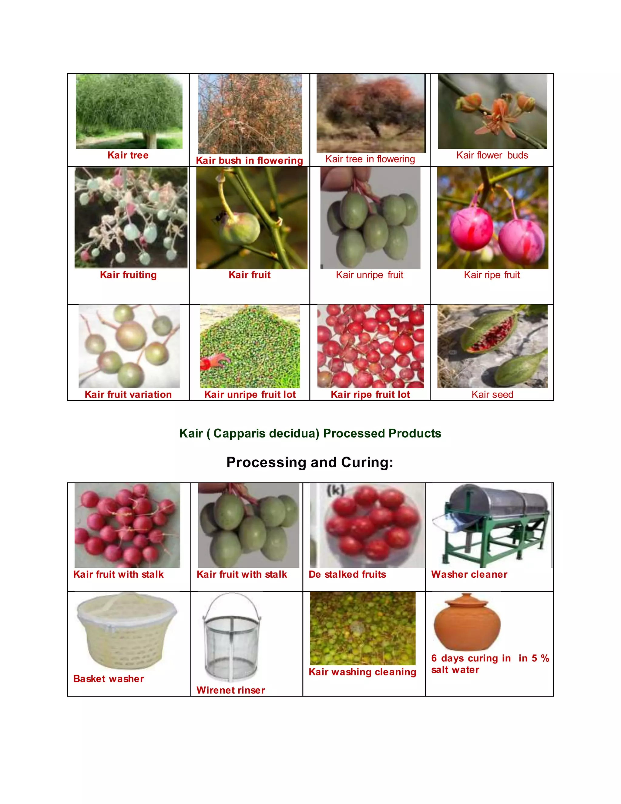 KAIR (Capparis decidua) – A TREASURE HOUSE FOR INCOME AND EMPLOYMENT ...