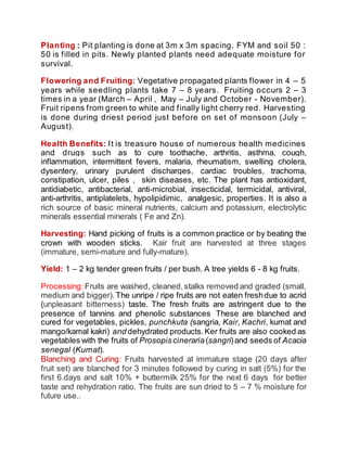 KAIR (Capparis decidua) – A TREASURE HOUSE FOR INCOME AND EMPLOYMENT ...