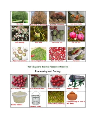 KAIR (Capparis decidua) – A TREASURE HOUSE FOR INCOME AND EMPLOYMENT ...