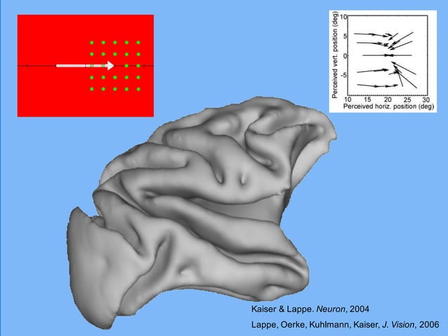 A Tutorial In Connectome Analysis 0 Marcus Kaiser Pdf Brain And