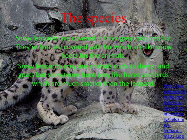 Snow Leopard | PPTX